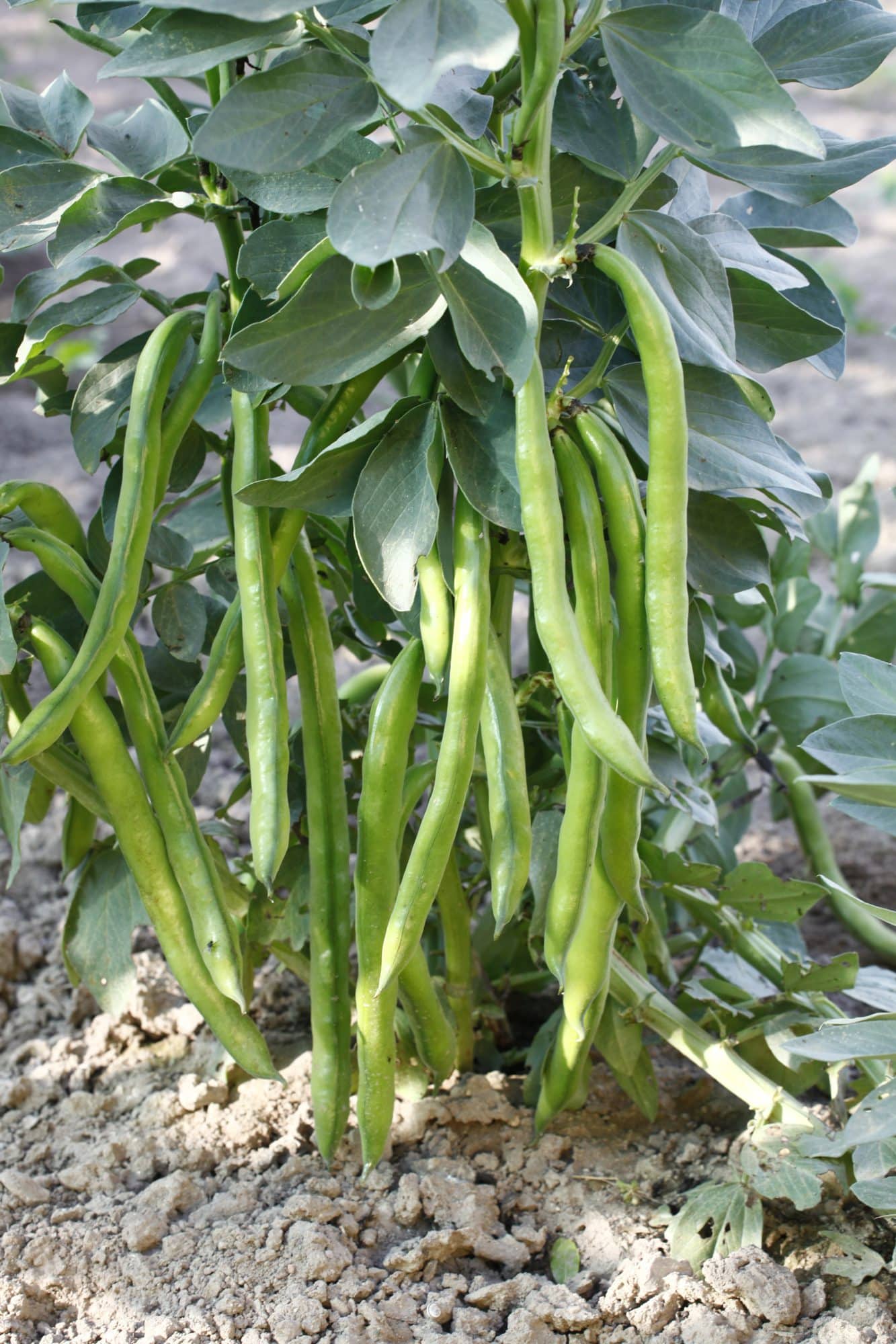 Fascinating: Aligning new crops to human needs - Cosun